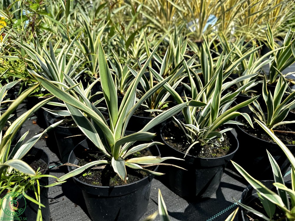 Juka vláknitá ´IVORY TOWERS´ |15-30 cm| zahradnici.sk